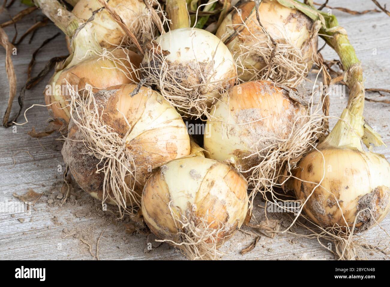 An unearthed harvest of sweet white onions with green stalks, roots ...
