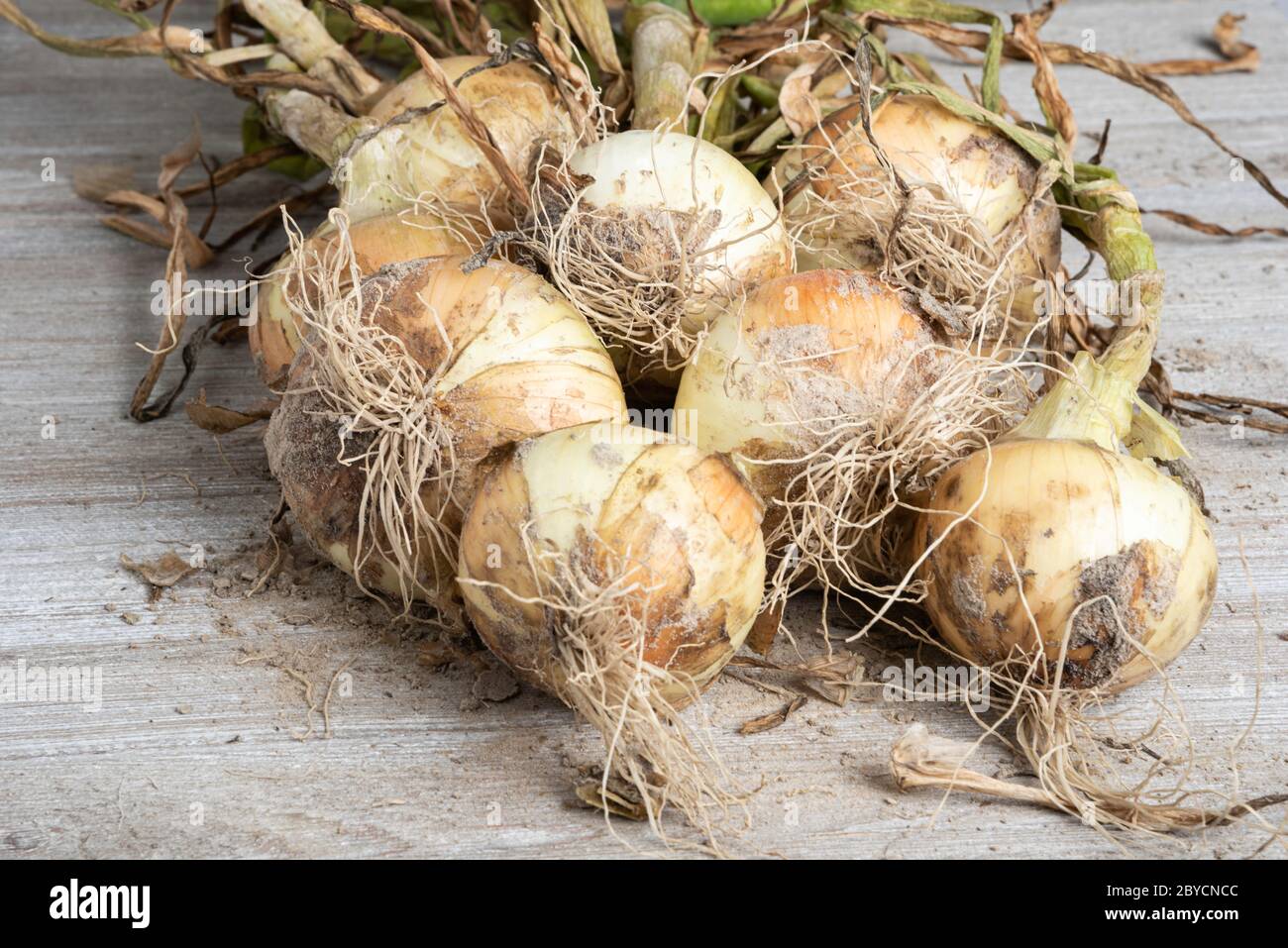 An unearthed harvest of sweet white onions with green stalks, roots ...