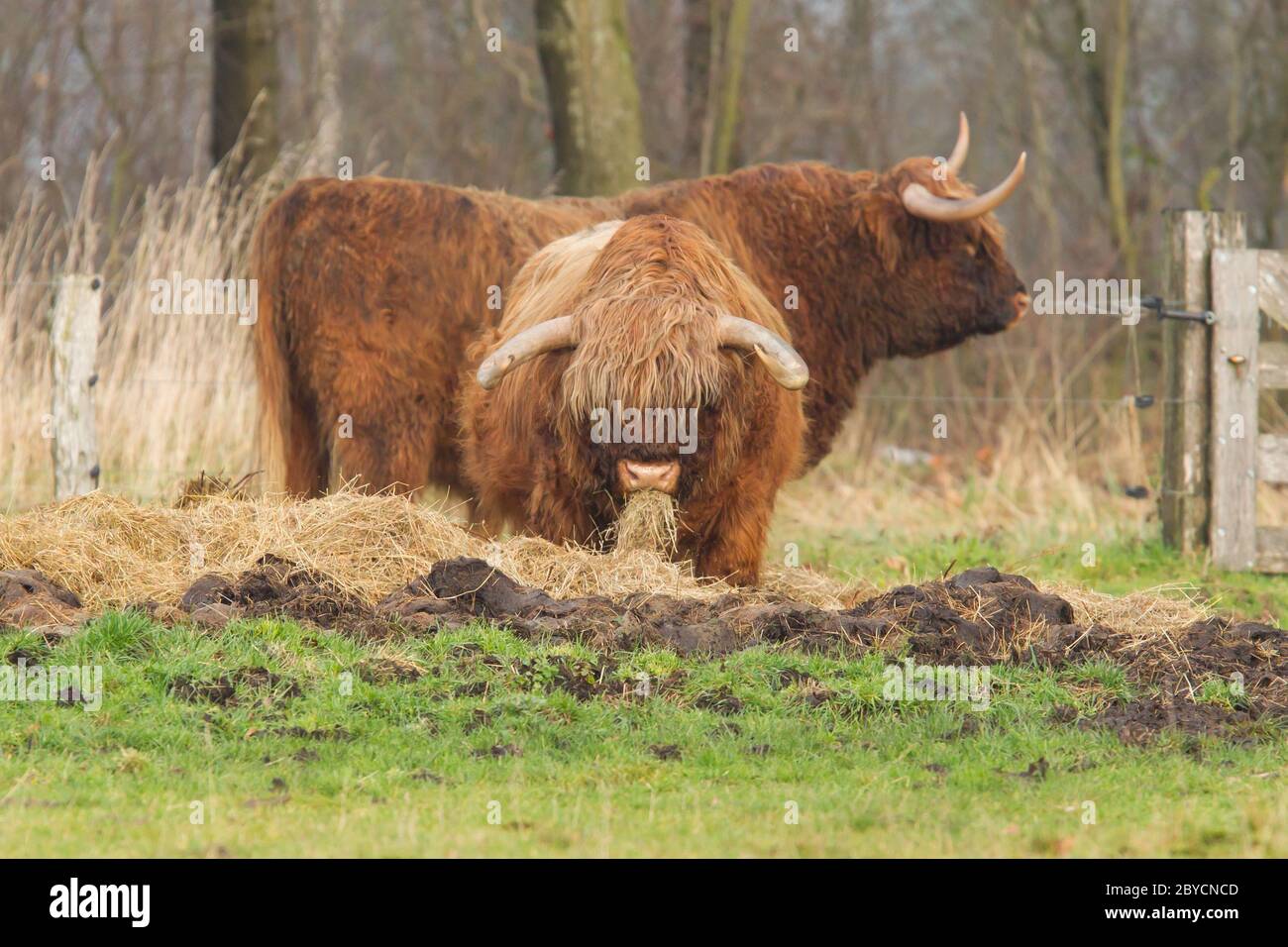 Portrait of typical scottish bulls Stock Photo - Alamy