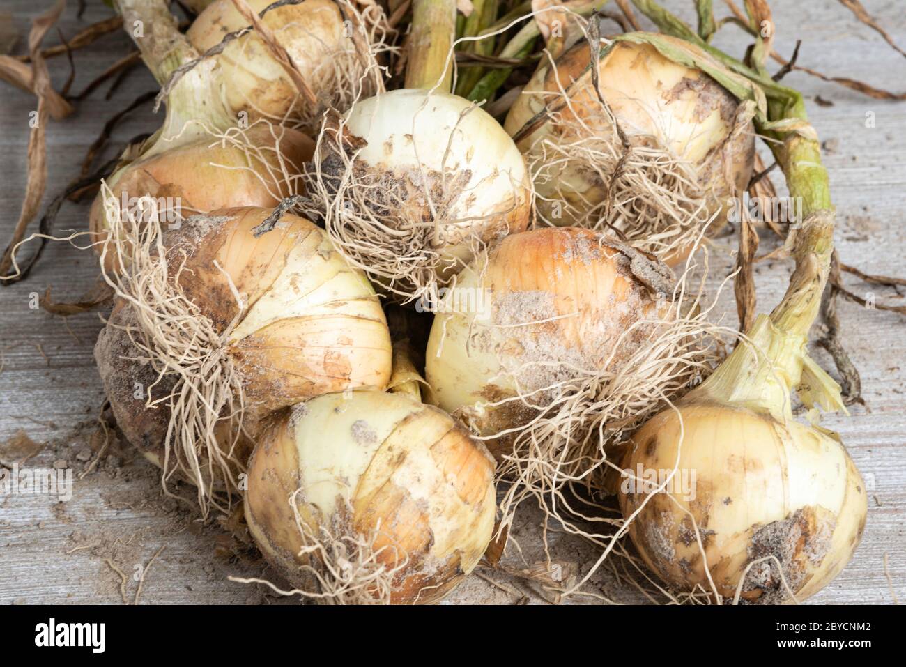 An unearthed harvest of sweet white onions with green stalks, roots ...