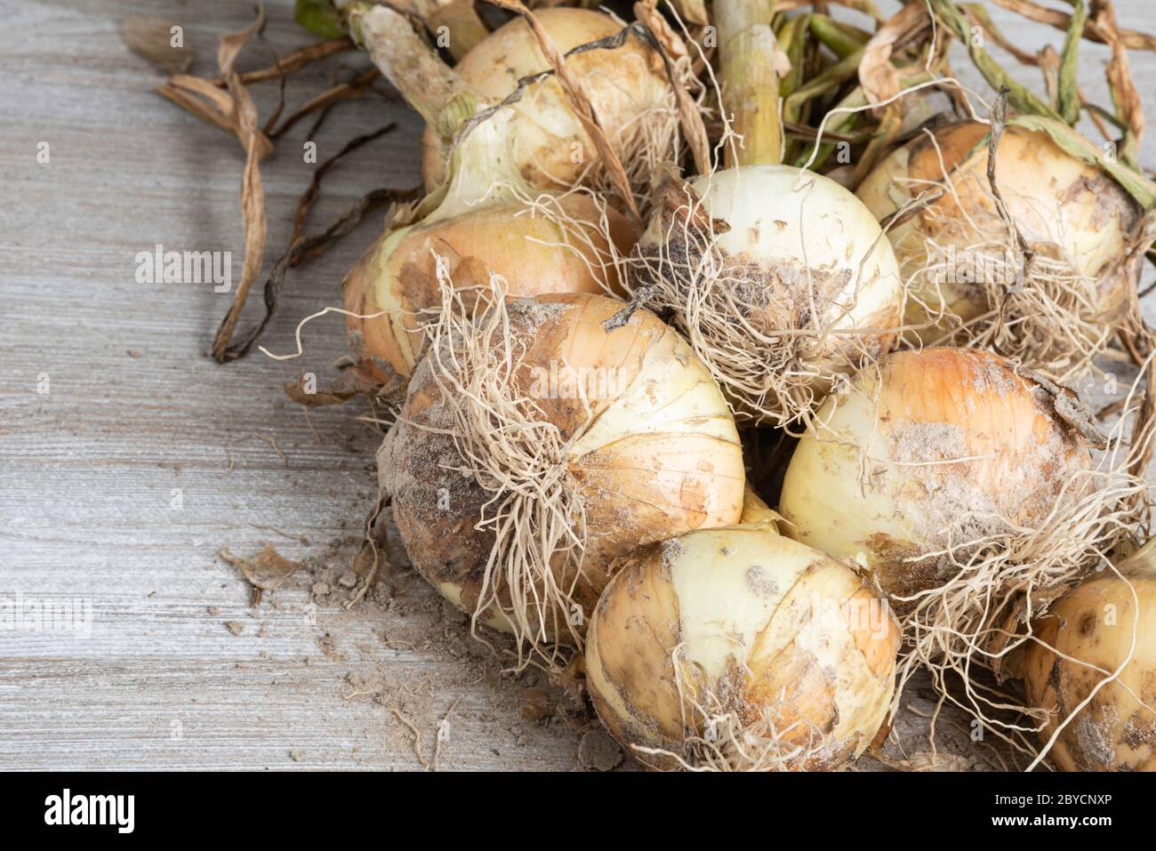 An unearthed harvest of sweet white onions with green stalks, roots ...