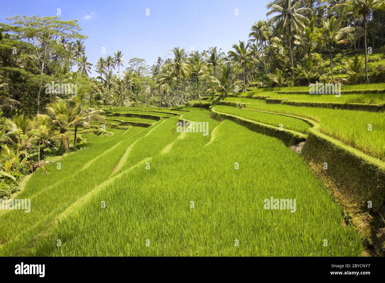 rice terraces, Bali, Indonesia Stock Photo - Alamy