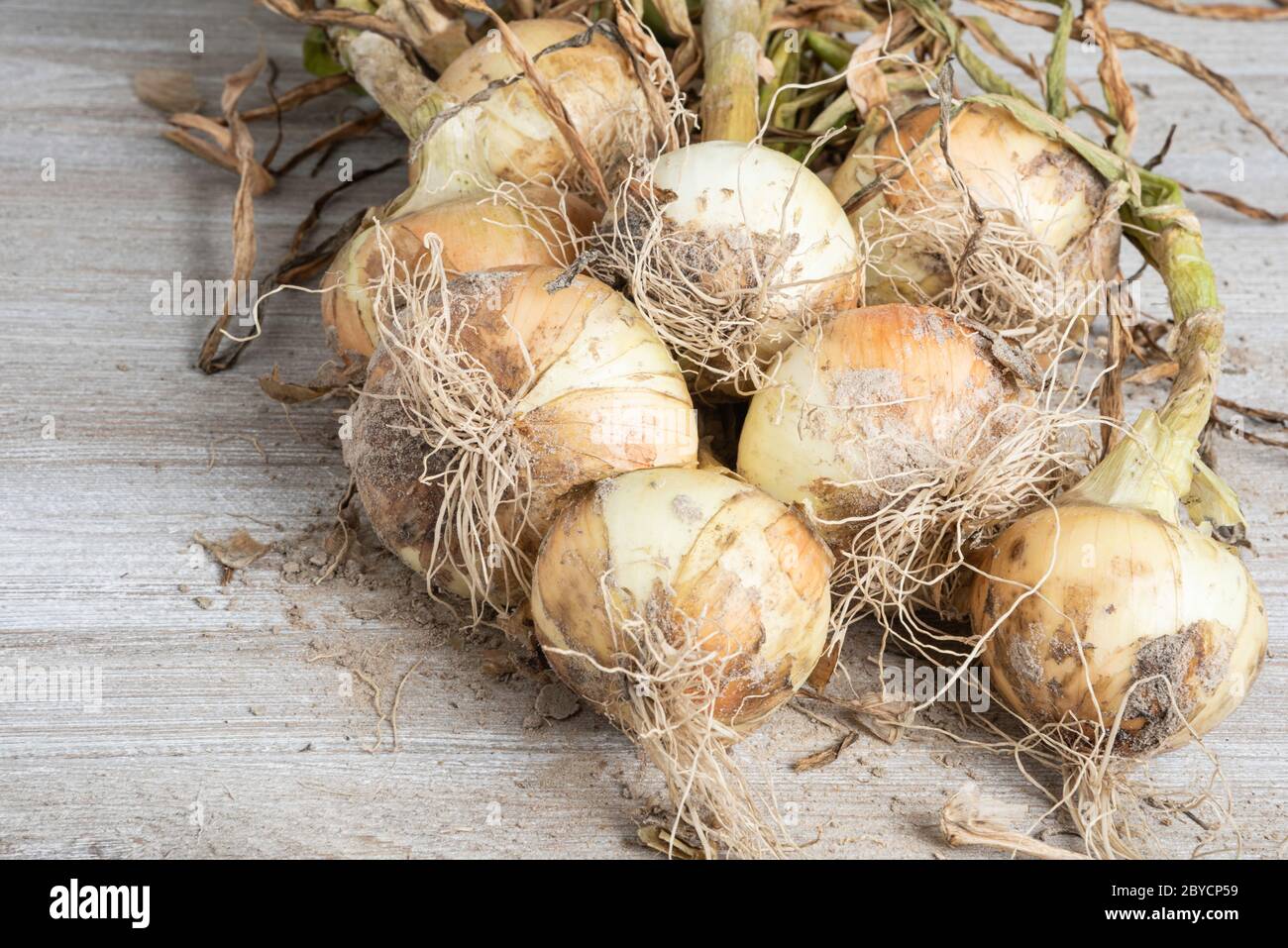 An unearthed harvest of sweet white onions with green stalks, roots ...