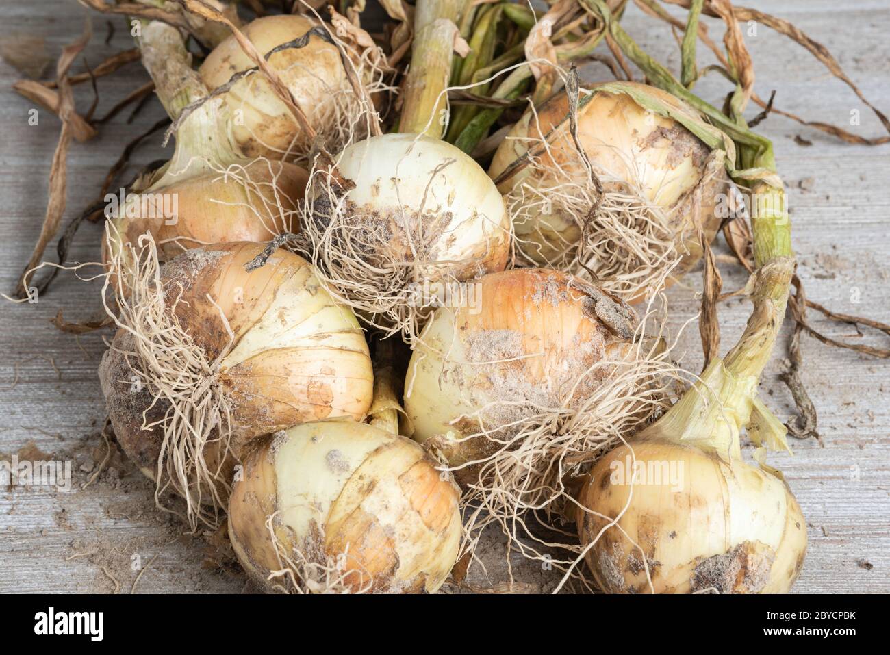 An unearthed harvest of sweet white onions with green stalks, roots ...