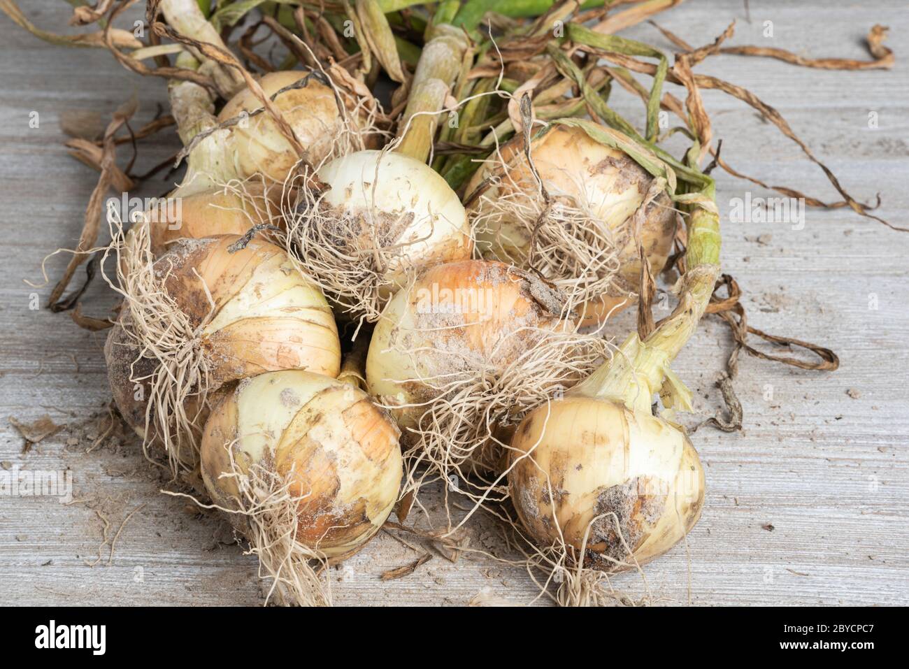 An unearthed harvest of sweet white onions with green stalks, roots ...