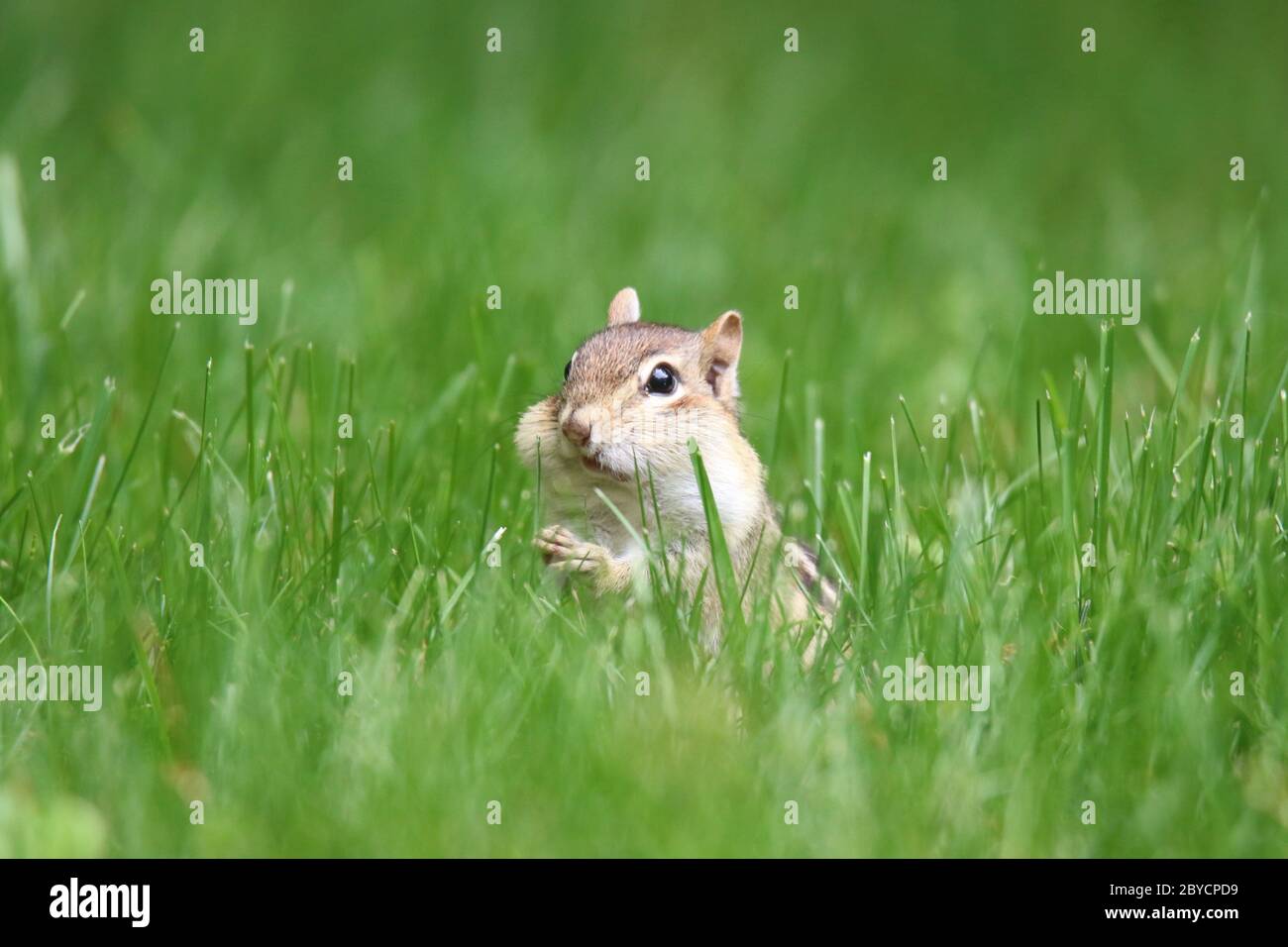 Chubby Chipmunk High Resolution Stock Photography and Images - Alamy