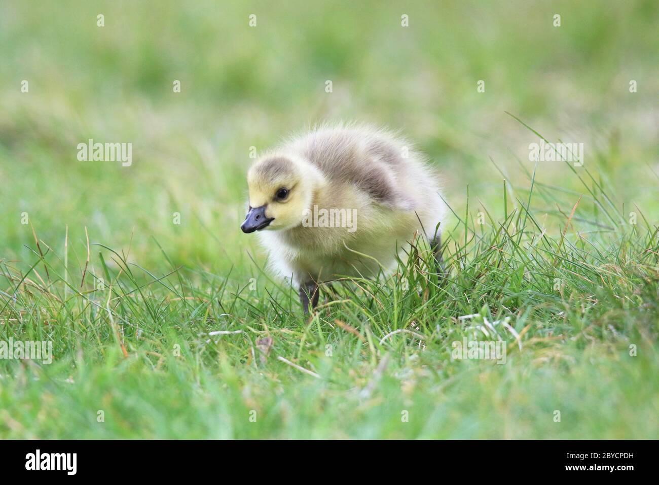 Baby geese goslings hi-res stock photography and images - Alamy