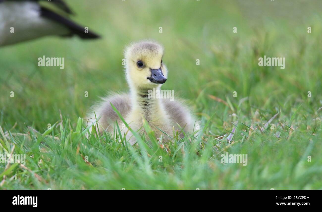 Canada geese fuzzy yellow goslings hi-res stock photography and images ...
