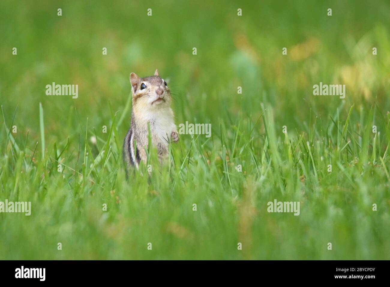 A cute little Eastern Chipmunk Tamias striatus foraging in the grass in ...