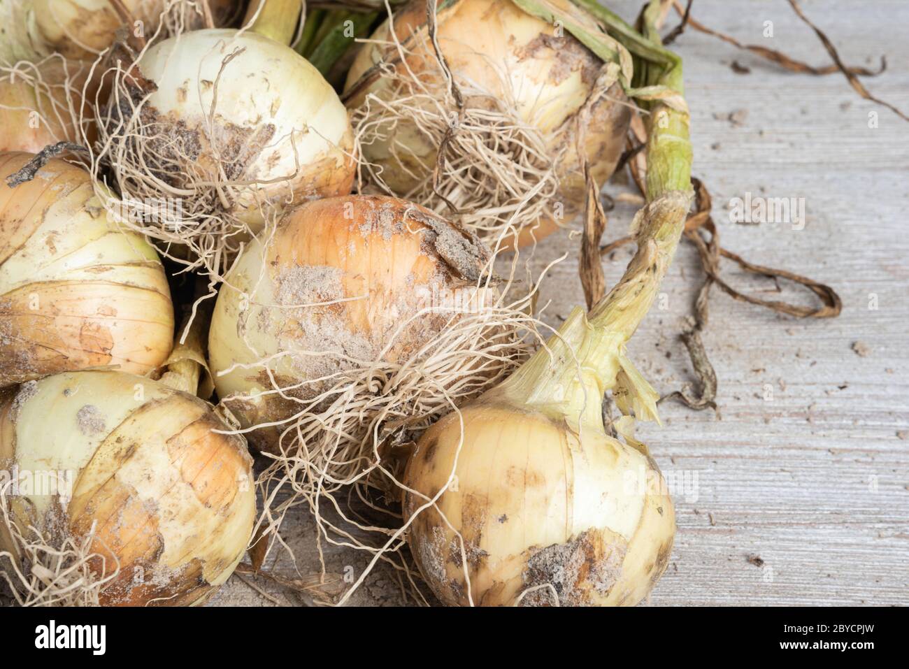 An unearthed harvest of sweet white onions with green stalks, roots ...