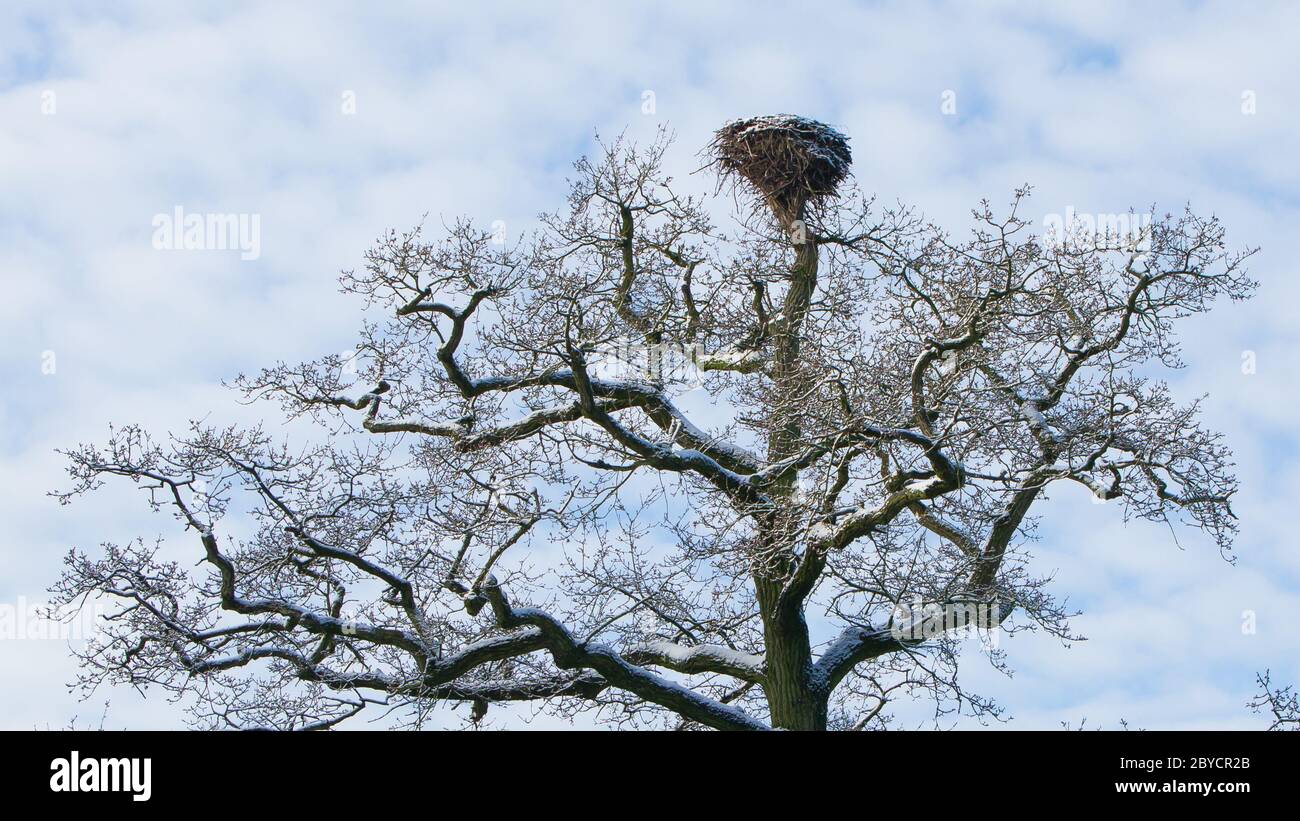 Old stork nest in a tree Stock Photo - Alamy