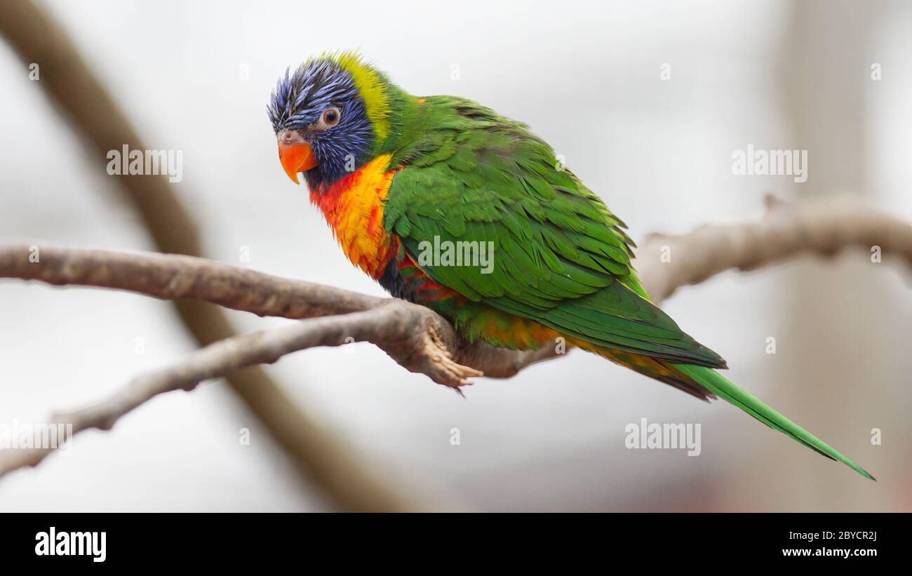 Australian rainbow lorikeet Stock Photo - Alamy