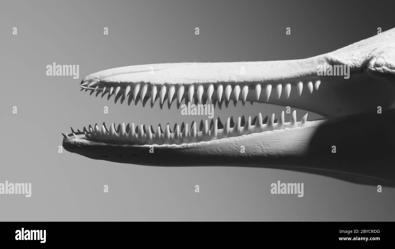 Jaws with sharp teeth Stock Photo - Alamy