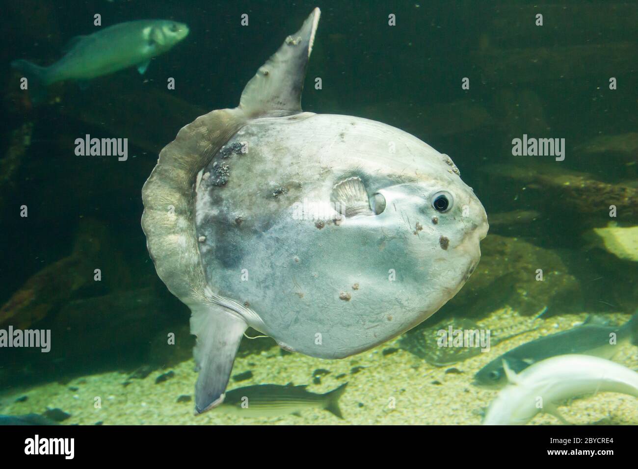 Ocean sunfish (Mola mola) in captivity Stock Photo - Alamy
