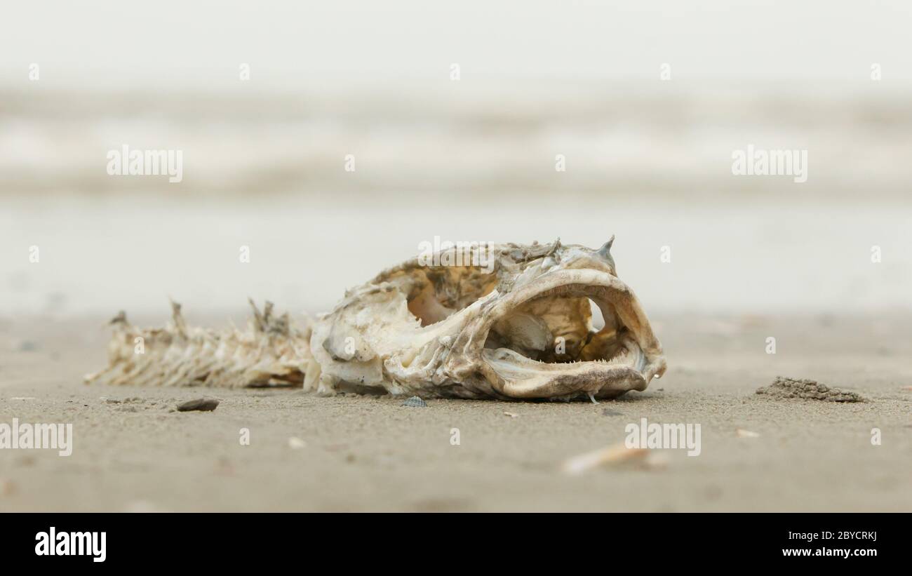 Decomposing dead fish carcass Stock Photo - Alamy