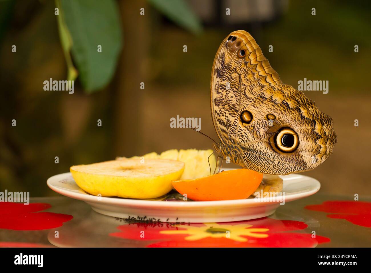 Large butterfly eating Stock Photo - Alamy