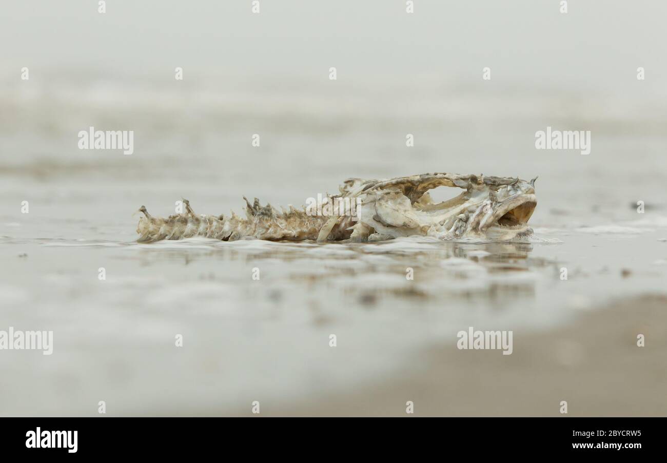 Decomposing dead fish carcass Stock Photo - Alamy