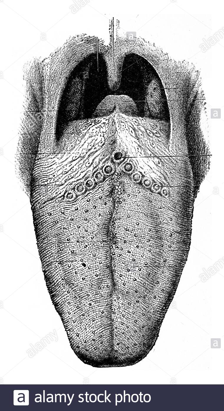 Circumvallate Papillae High Resolution Stock Photography and Images - Alamy