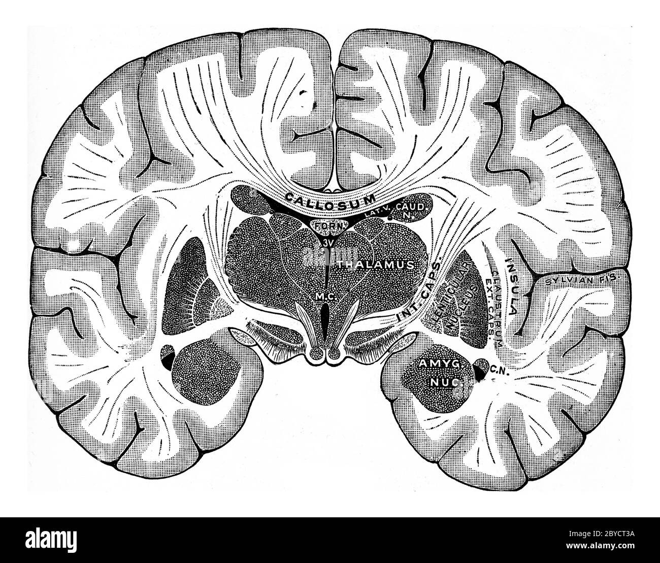 Vertical section of brain, vintage engraved illustration Stock Photo ...