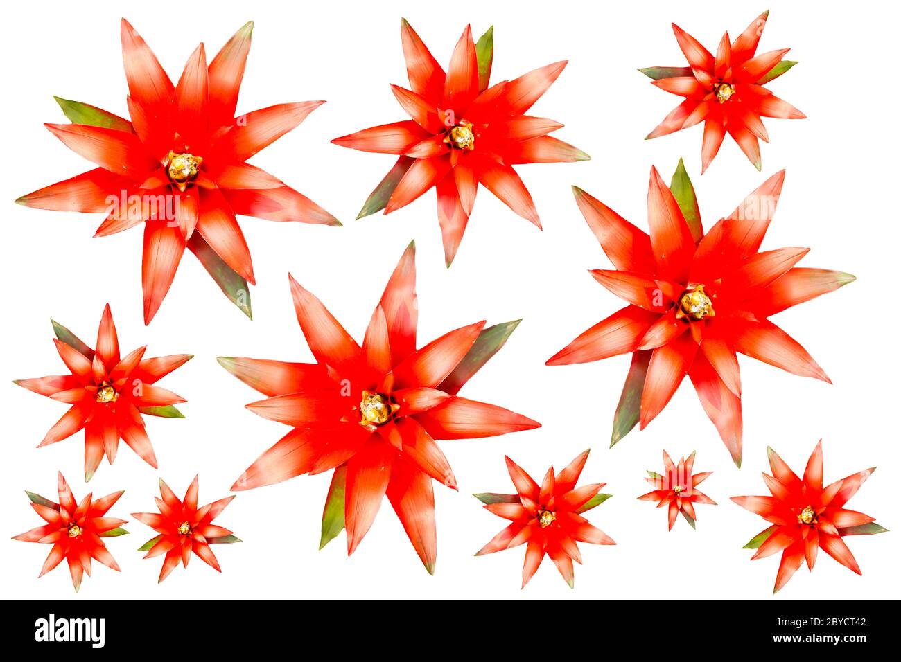 Red flowers isolated Stock Photo - Alamy