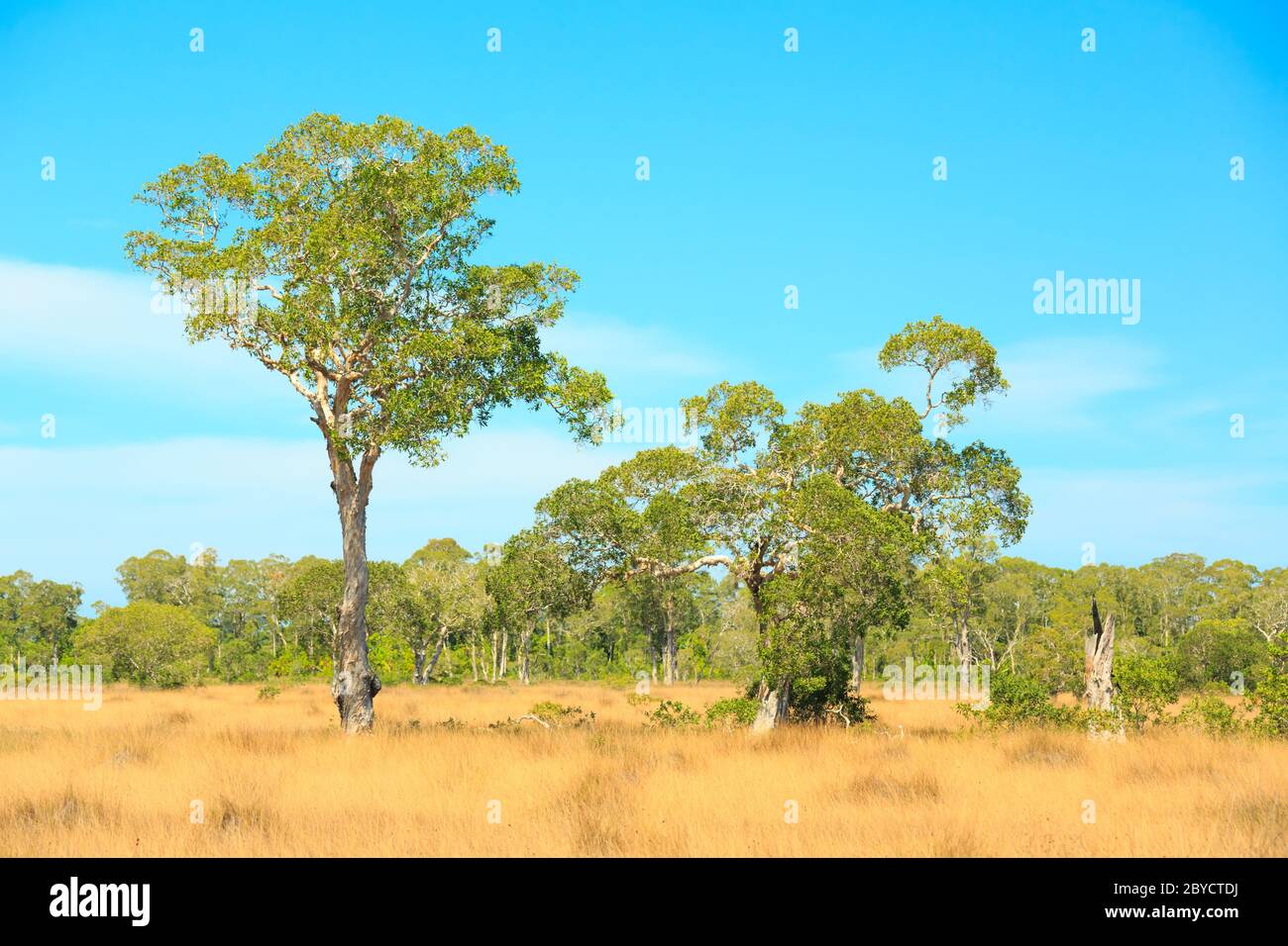 Grass savannah vegetation beautiful hi-res stock photography and images ...