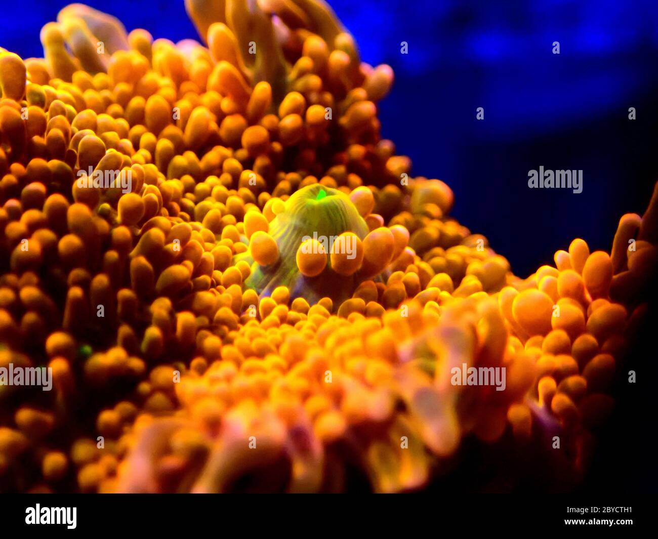 Ricordeidae hi-res stock photography and images - Alamy
