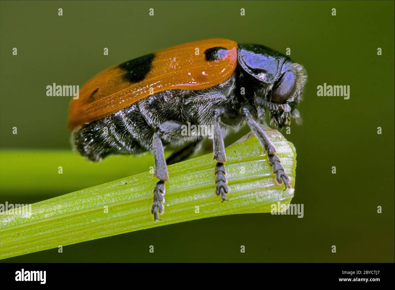 the side of wild red cercopidae Stock Photo - Alamy