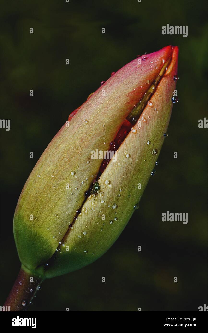 Setigerum hi-res stock photography and images - Alamy