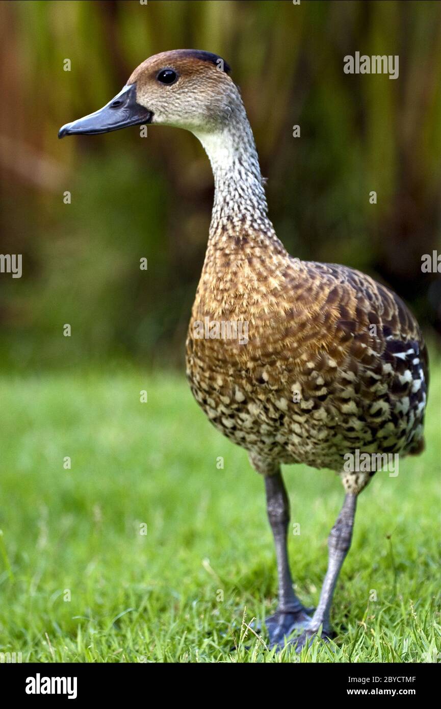 front of duck whit Stock Photo - Alamy