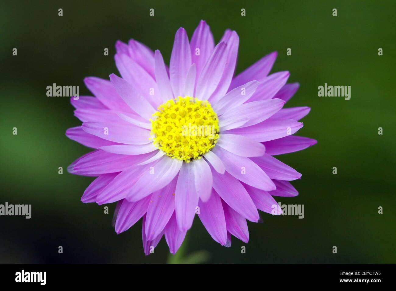 One of the first spring flowers has blossomed Stock Photo - Alamy