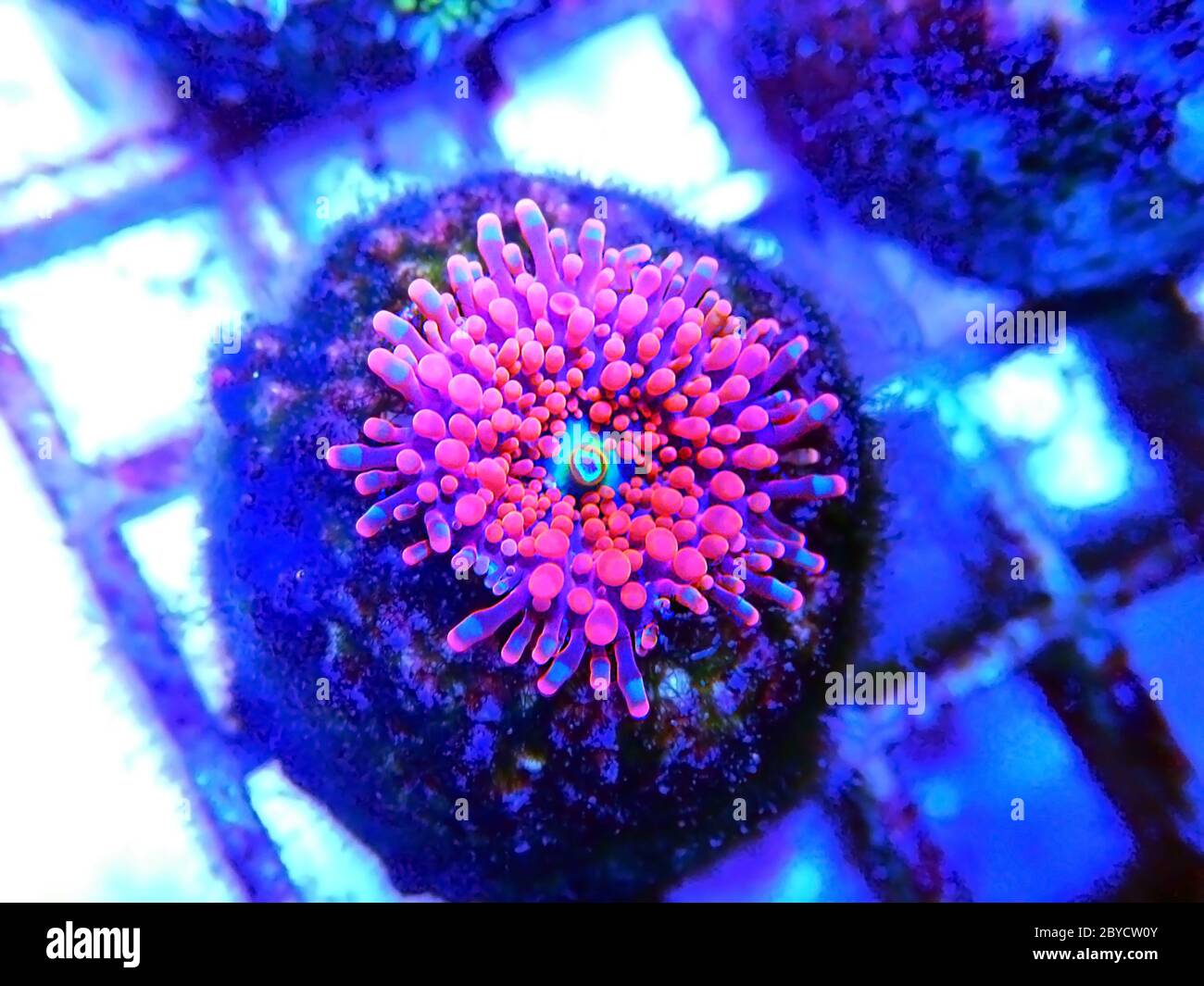 Ricordea yuma polyps ear mushroom coral - Ricordeidae sp Stock Photo ...