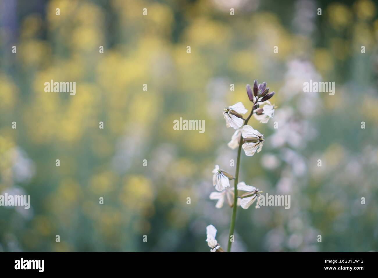 Arugula in flower Stock Photo - Alamy