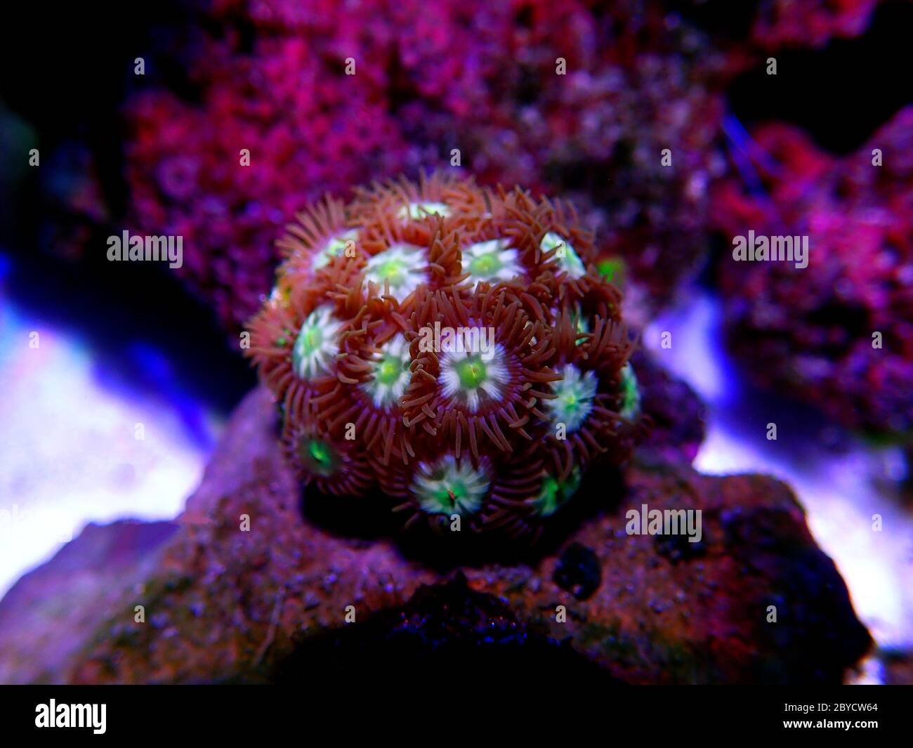 Zoanthids soft polyps - Flowers of the reef aquarium tanks Stock Photo ...