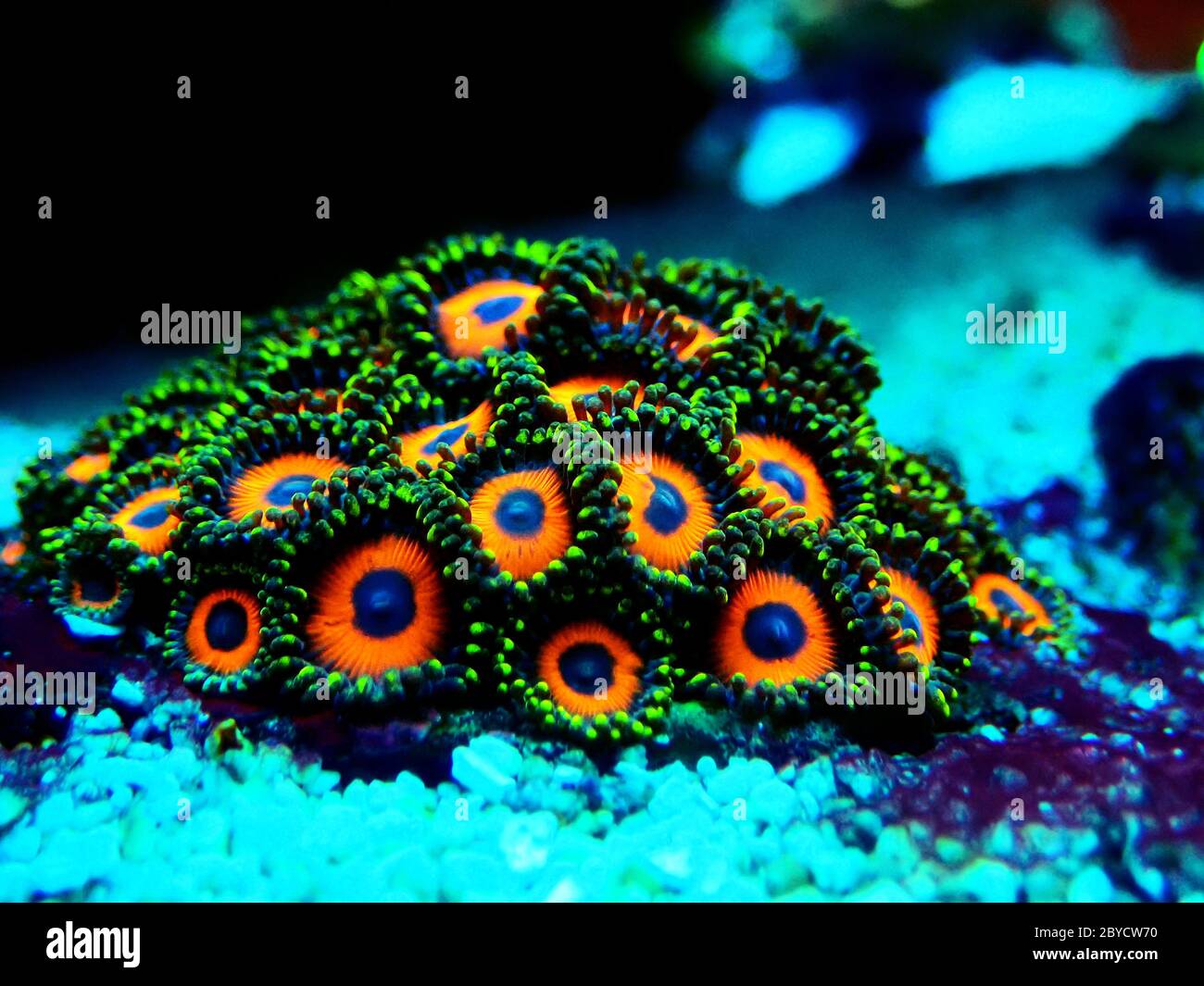 Zoanthids soft polyps - Flowers of the reef aquarium tanks Stock Photo ...