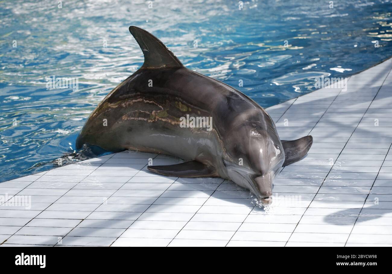 Dolphin team hi-res stock photography and images - Alamy