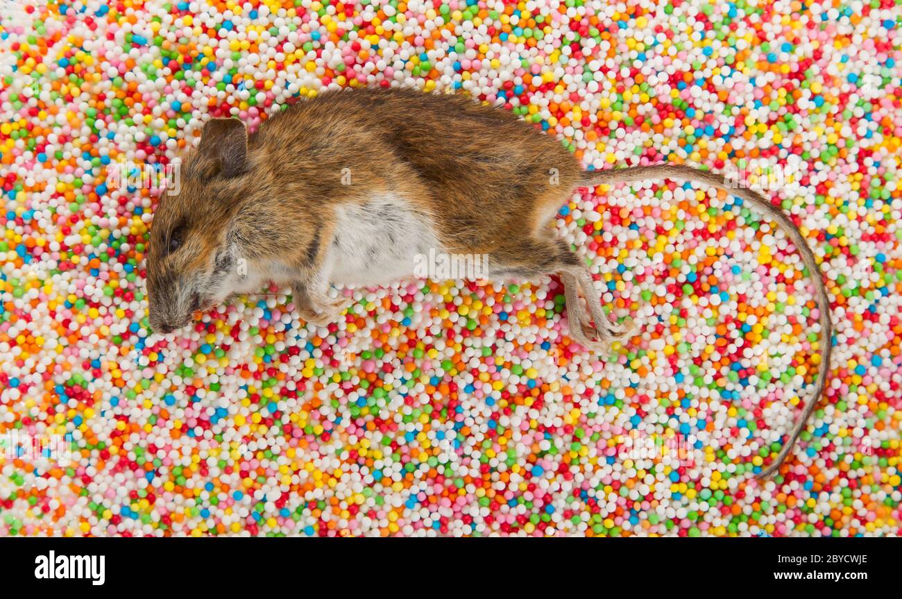Dead mouse on candy decorations Stock Photo - Alamy