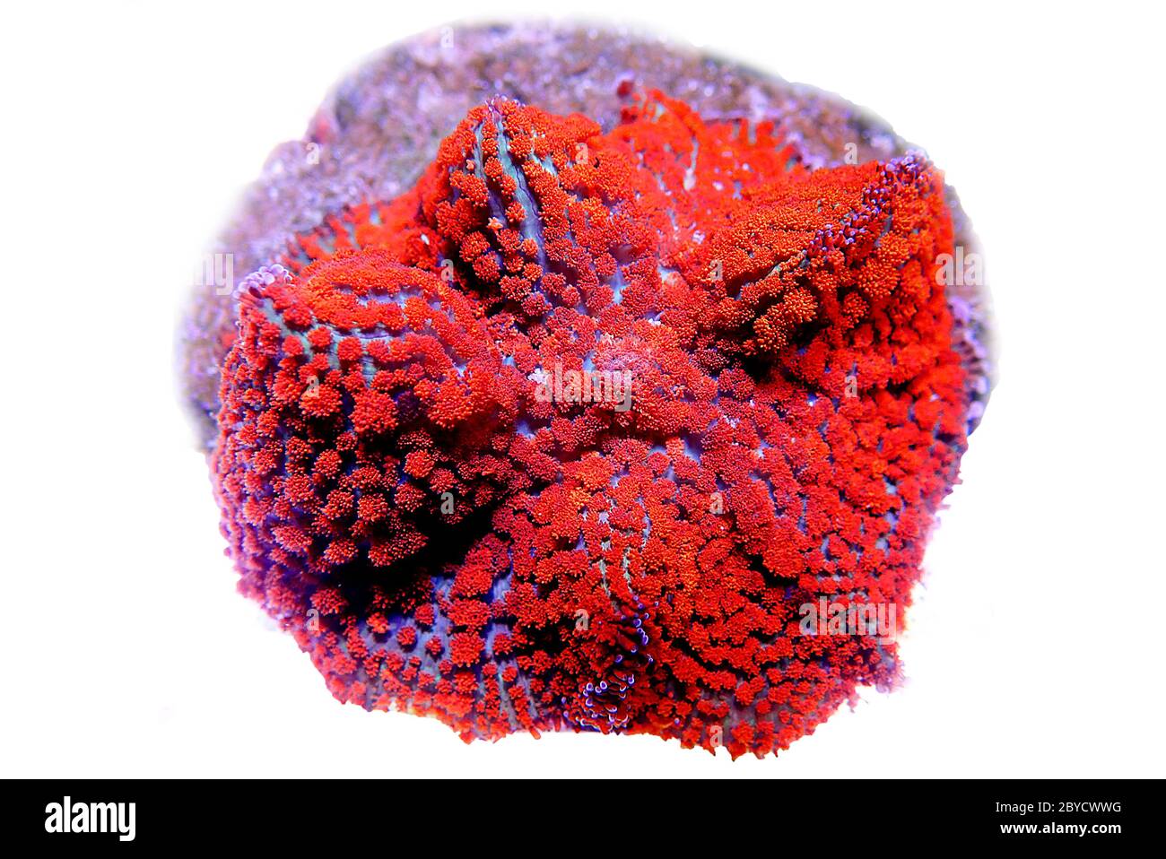 Blue sea water coral reef Cut Out Stock Images & Pictures - Alamy