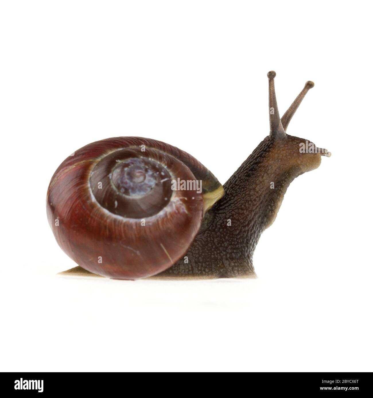 Garden snail (Helix aspersa Stock Photo - Alamy