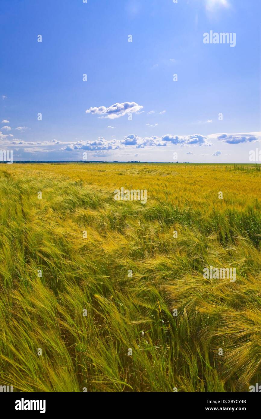 Field of wheat under azure sky Stock Photo - Alamy