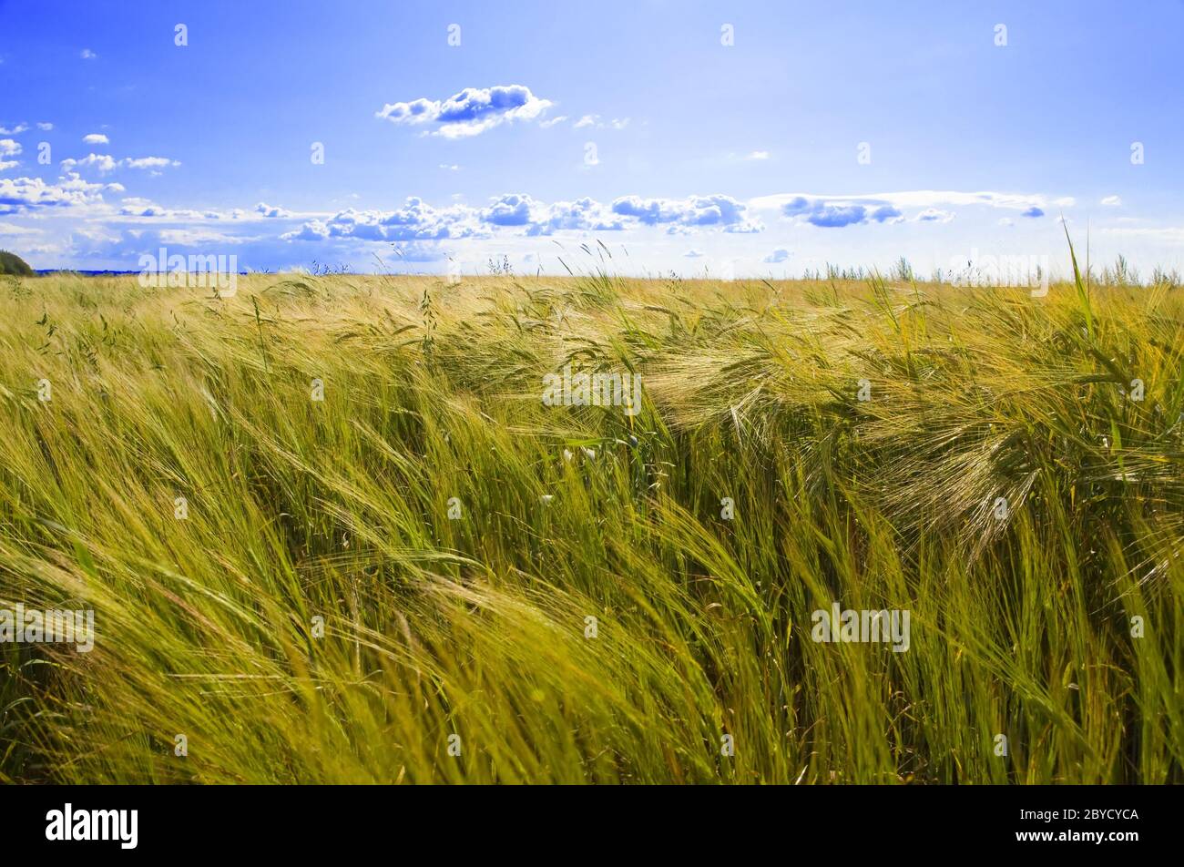 Field of wheat under azure sky Stock Photo - Alamy