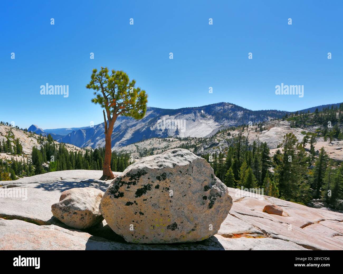 Park Yellowstone, pass Tioga Stock Photo - Alamy