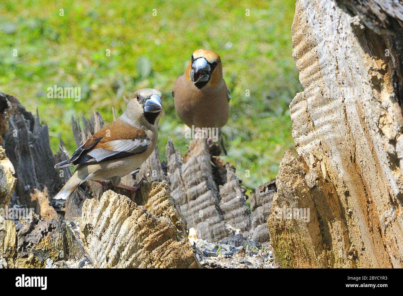 Male and female hawfinch hi-res stock photography and images - Alamy