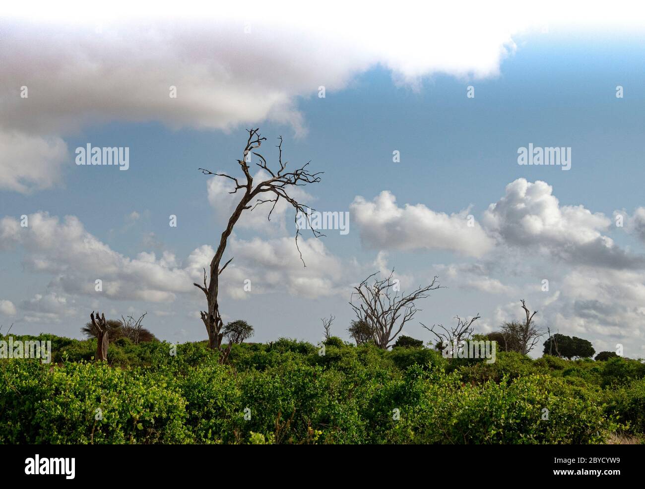 Dry trees on safari in Africa Stock Photo - Alamy