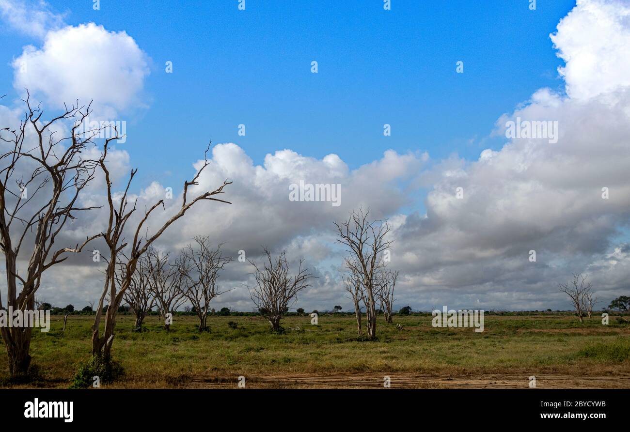 Dry trees on safari in Africa Stock Photo - Alamy