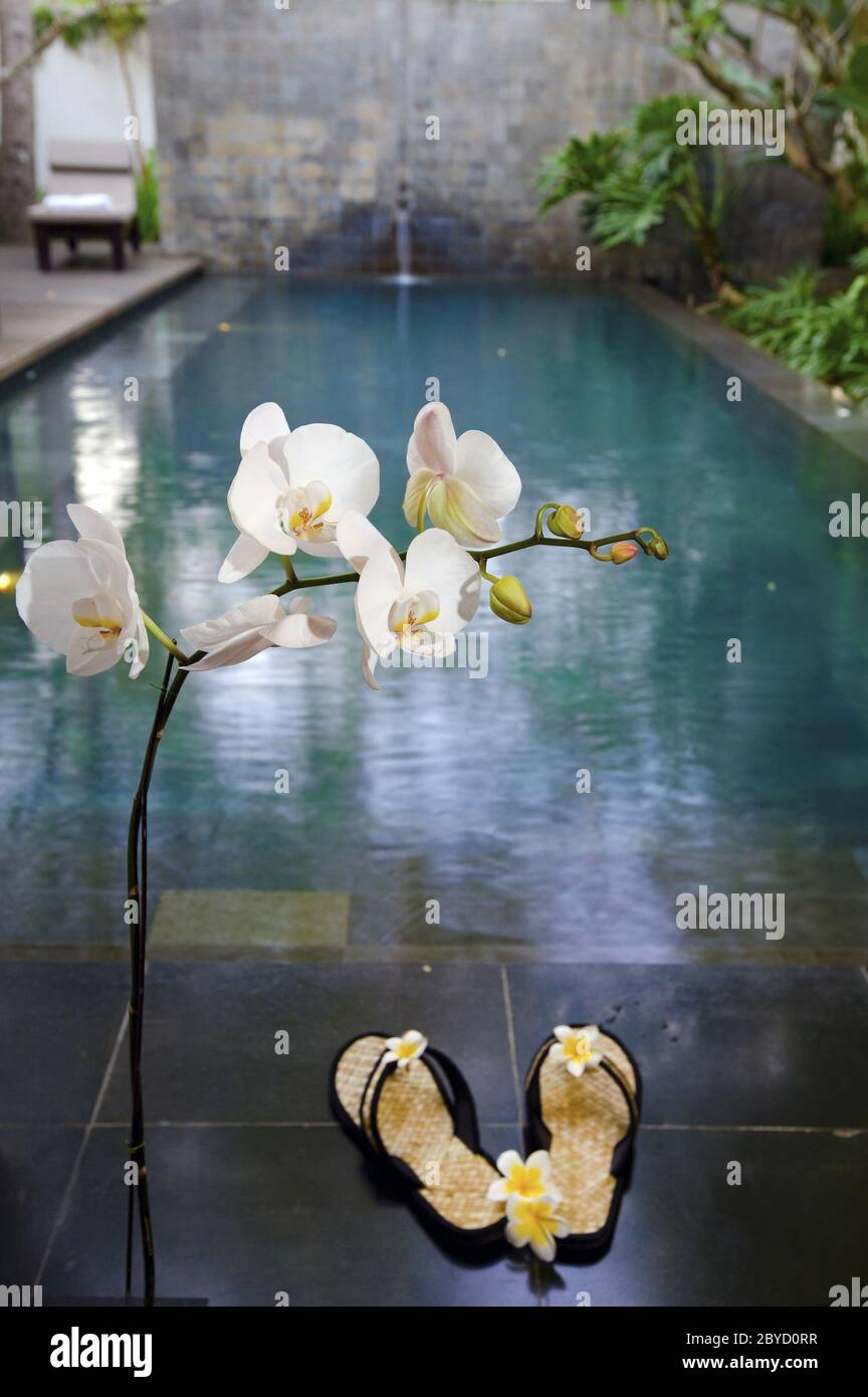 Branch of blooming orchid before pool Stock Photo - Alamy