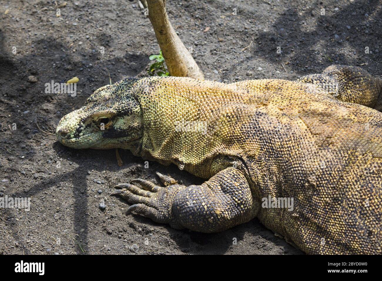 Huge monitor lizard on grey sand Stock Photo - Alamy