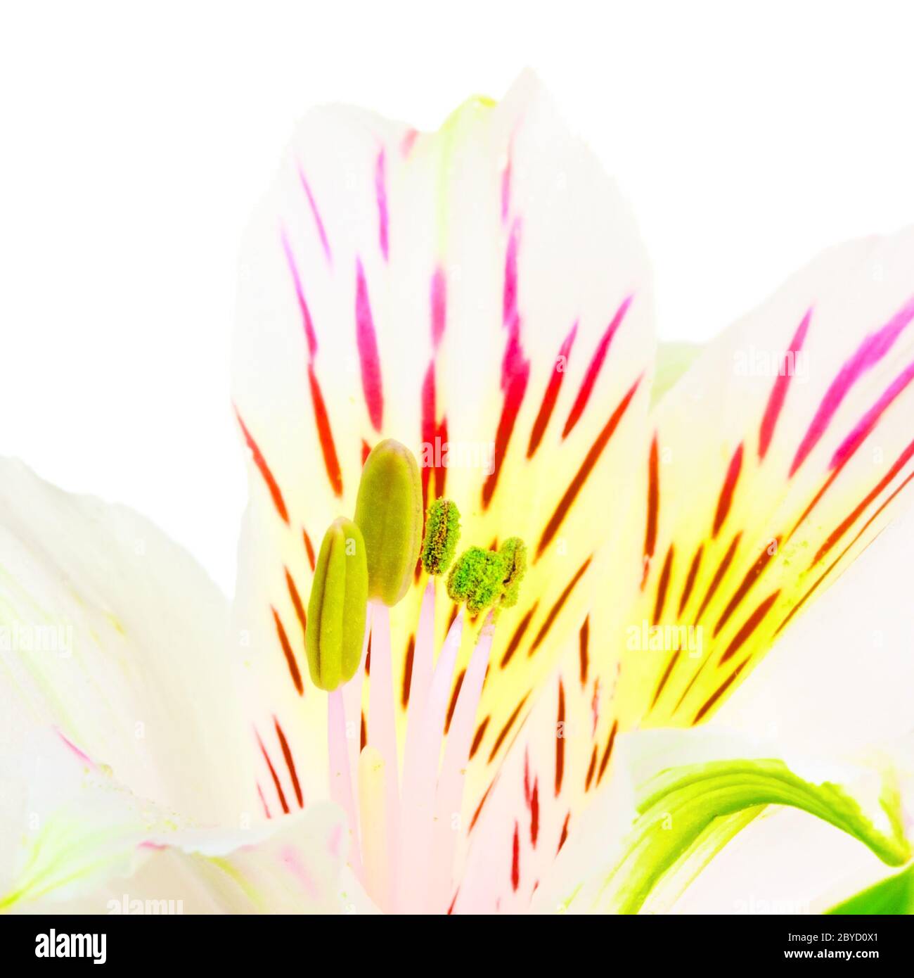 Lily p hi-res stock photography and images - Alamy