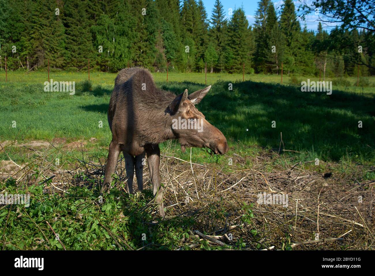 Young elk in the wilderness hi-res stock photography and images - Alamy