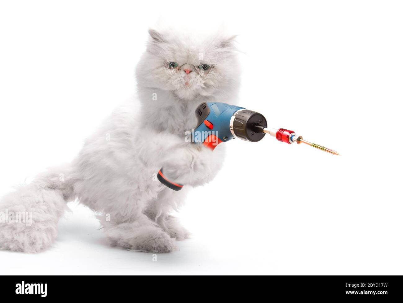 White cat with screwdriver on white background Stock Photo - Alamy