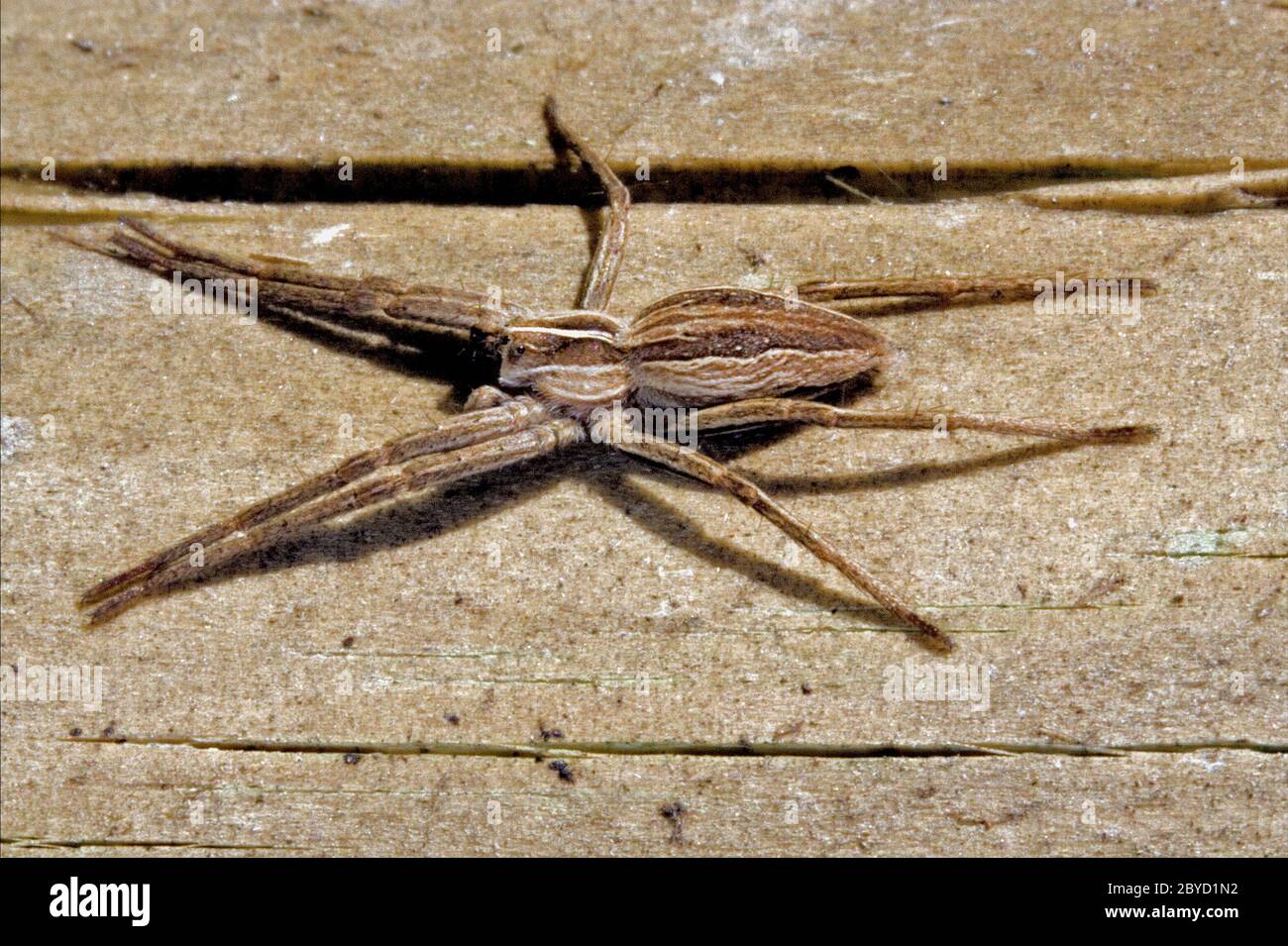 Heteropodidae hi-res stock photography and images - Alamy